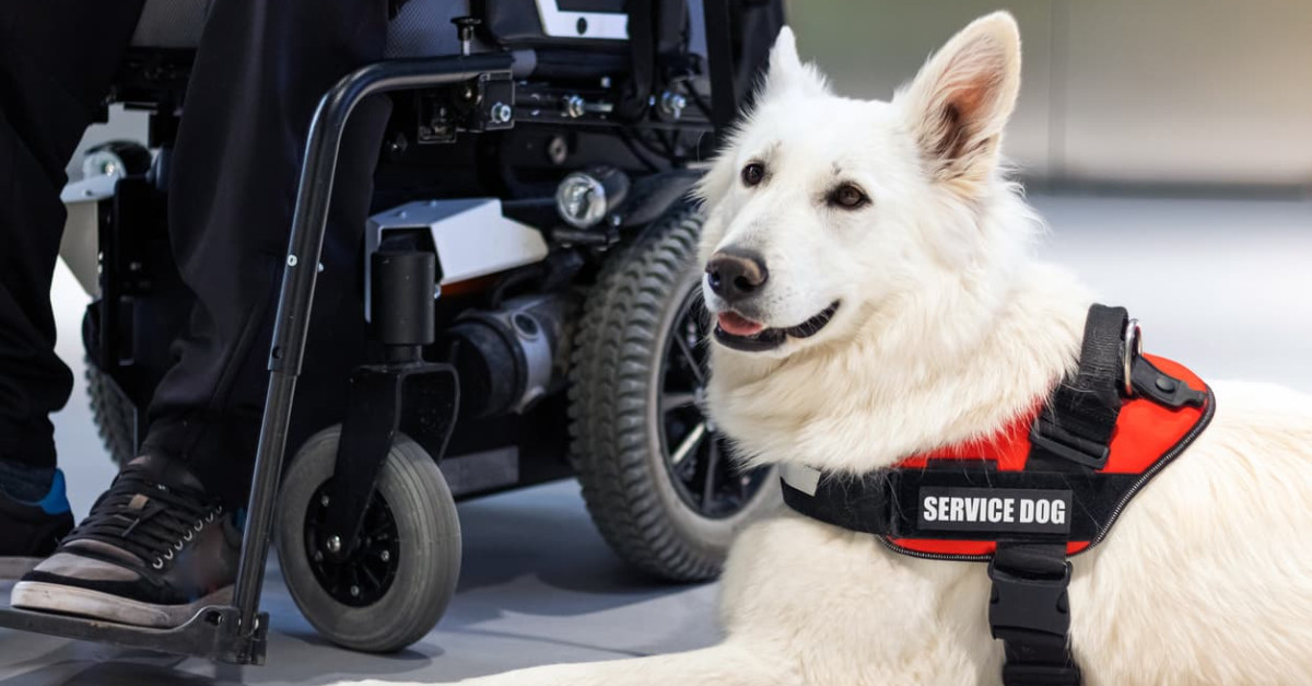 Disability assist dogs and rights of access