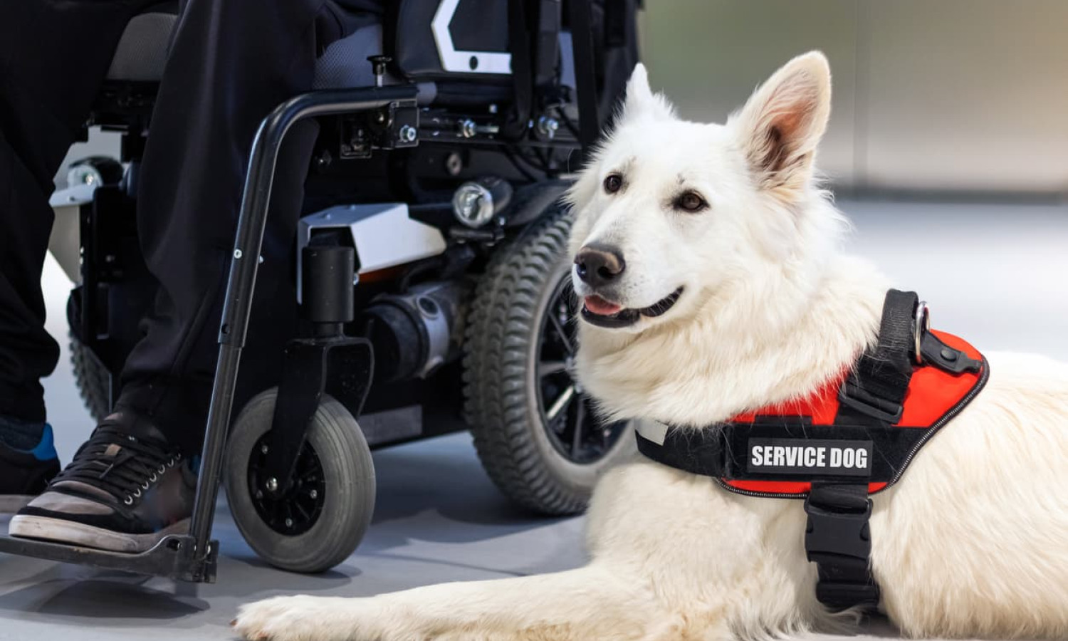 Disability assist dogs and rights of access