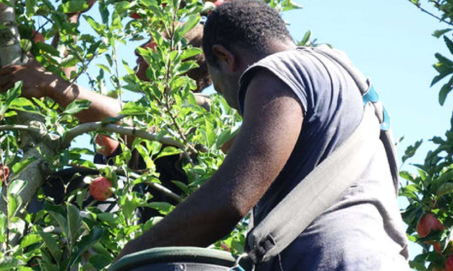 EEO Commissioner: More positive changes to RSE scheme needed