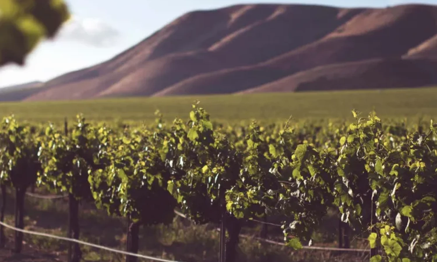 The RSE Scheme in Aotearoa New Zealand: A Human Rights Review